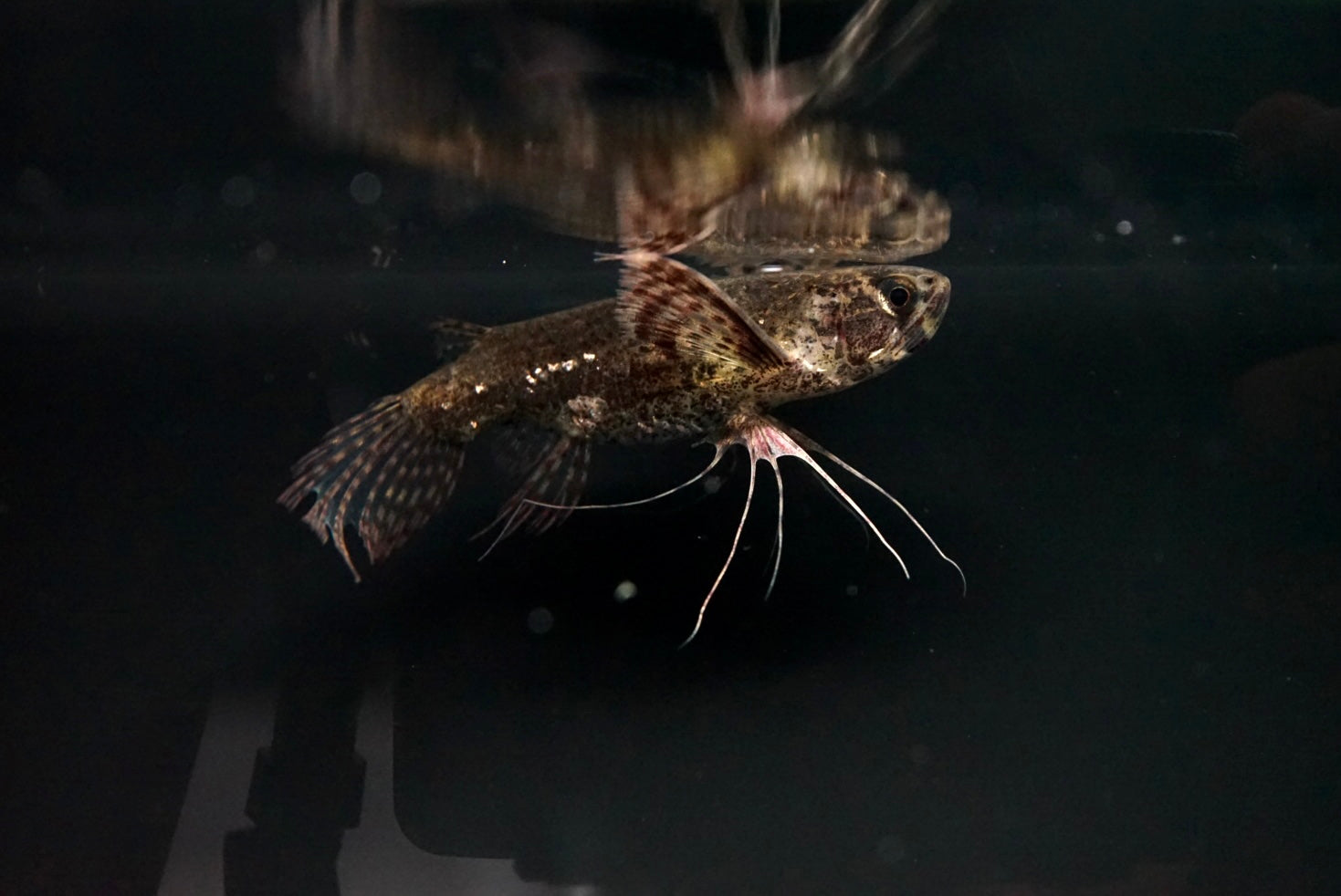 African Butterfly Fish