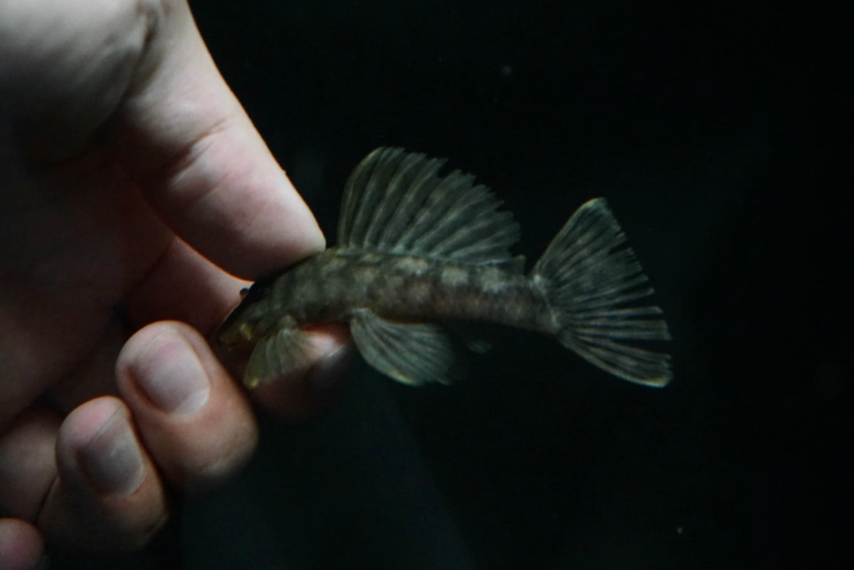 L-354 Big Spot Polka Dot Pleco (Chaetostoma sp.) – The Waterfront SLC