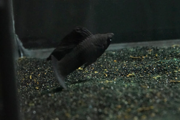 Black Sailfin Molly (Poecilia latipinna) – The Waterfront SLC Black Sailfin Molly (Poecilia latipinna) – The Waterfront SLC