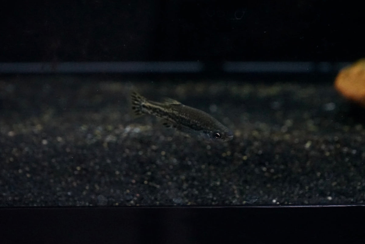 Butterfly Goodeid (Ameca splendens) – The Waterfront SLC