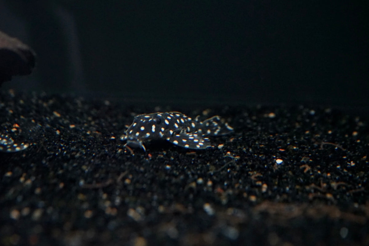 L-471 Dwarf Snowball Pleco (Hypancistrus sp.) – The Waterfront SLC