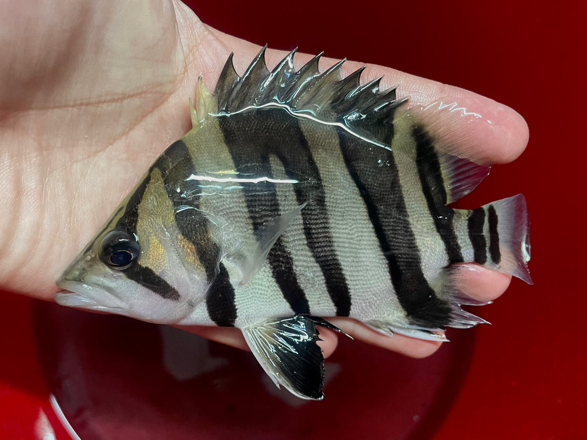 IT Four Bar Datnoid (Datnioides microlepis) – The Waterfront SLC