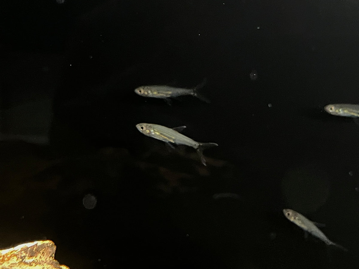 Adonis Tetra (Lepidarchus adonis) – The Waterfront SLC