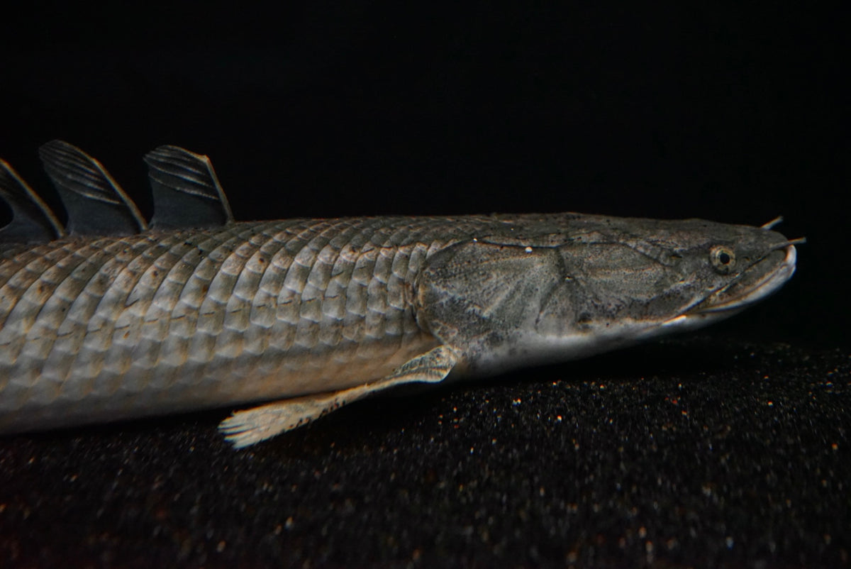 Polypterus sp. Nigeria Bichir – The Waterfront SLC