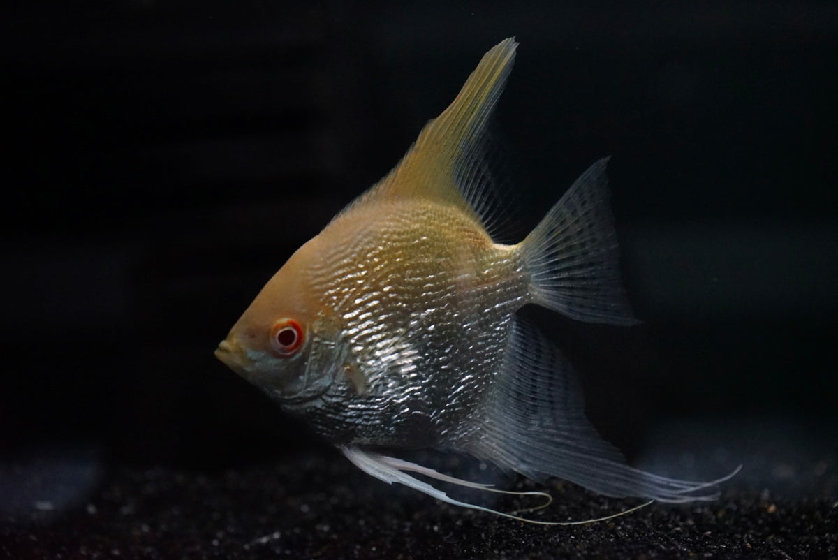 Albino Redhead Angelfish (Scalare sp.) – The Waterfront SLC