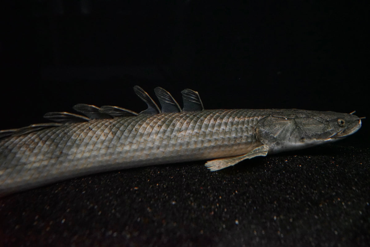 Polypterus sp. Nigeria Bichir – The Waterfront SLC