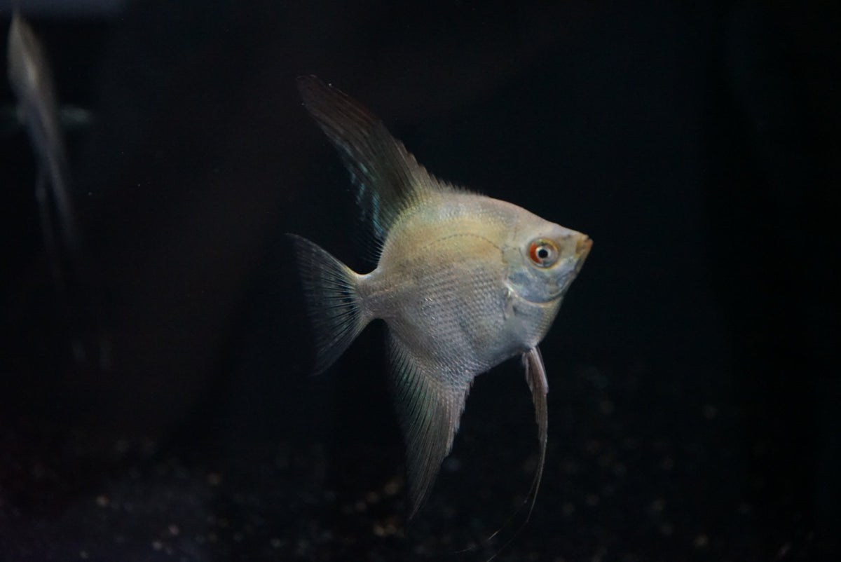 Bulgarian Seal Point Angelfish (Pterophyllum Scalare Sp) – The ...