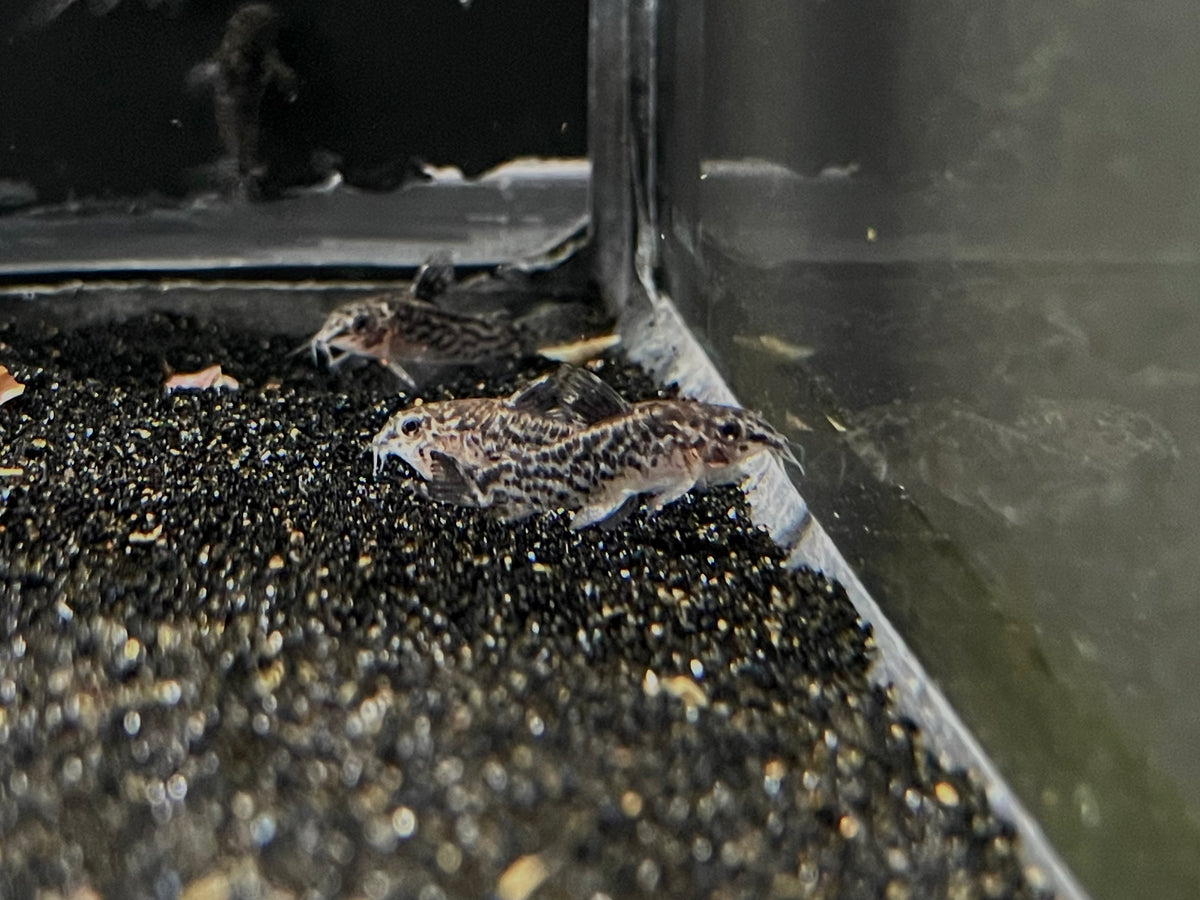 Aspidoras emarginata – The Waterfront SLC