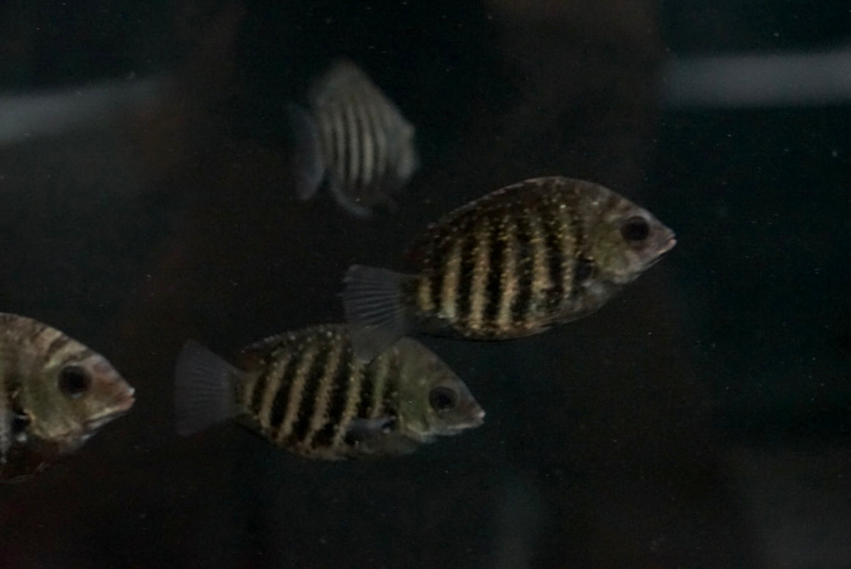 Green Chromide (Etroplus suratensis) – The Waterfront SLC