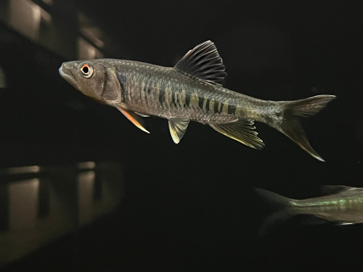 Zacco - Group – The Waterfront SLC