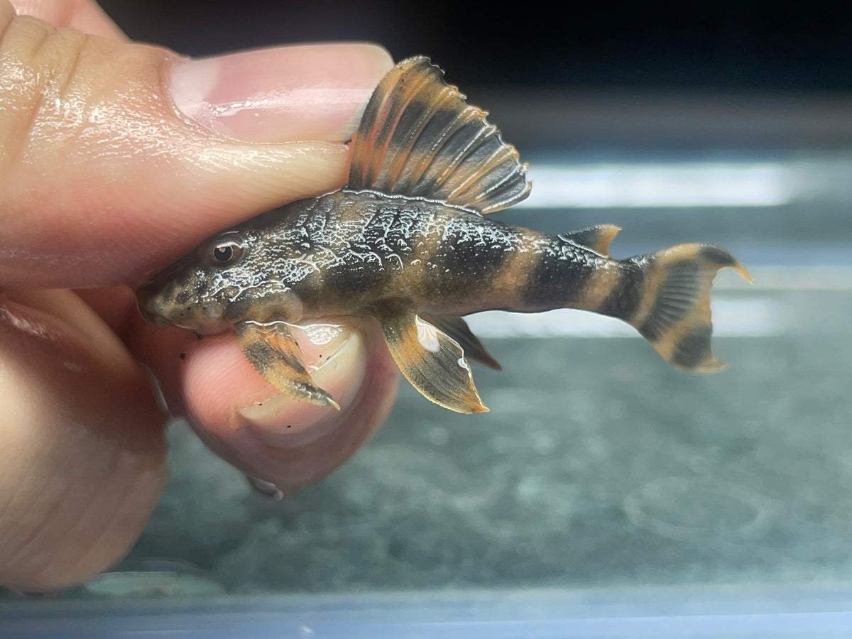 L-305 Lemon Fin Pleco (Peckoltia braueri) – The Waterfront SLC