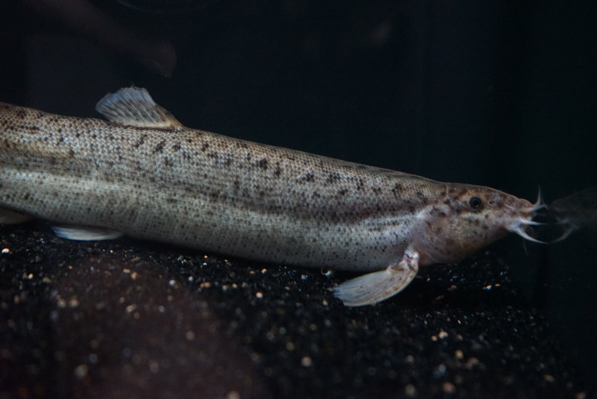 Dojo Loach (Misgurnus anguillicaudatus) xLarge – The Waterfront SLC