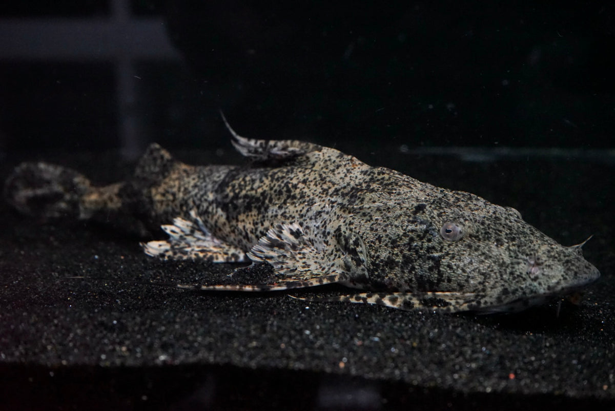 Goonch Catfish (Bagarius sp.) – The Waterfront SLC