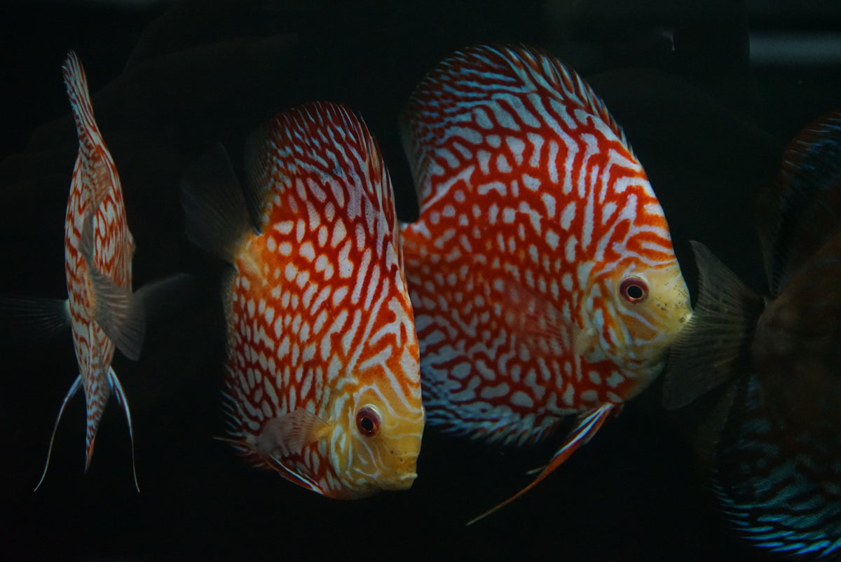 Red Eagle Discus SHOW SIZE – The Waterfront SLC