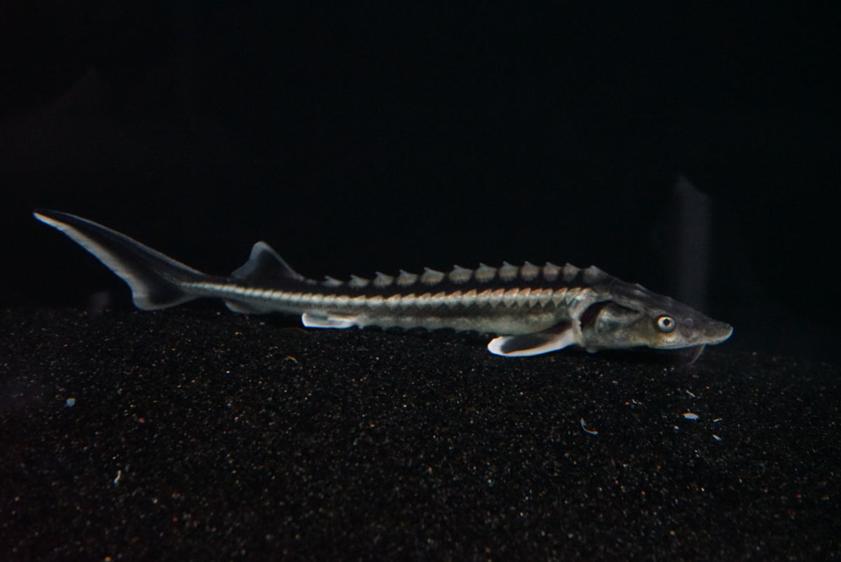 White Diamond Sturgeon (Acipenser gueldenstaedtii var. "White Diamond ...