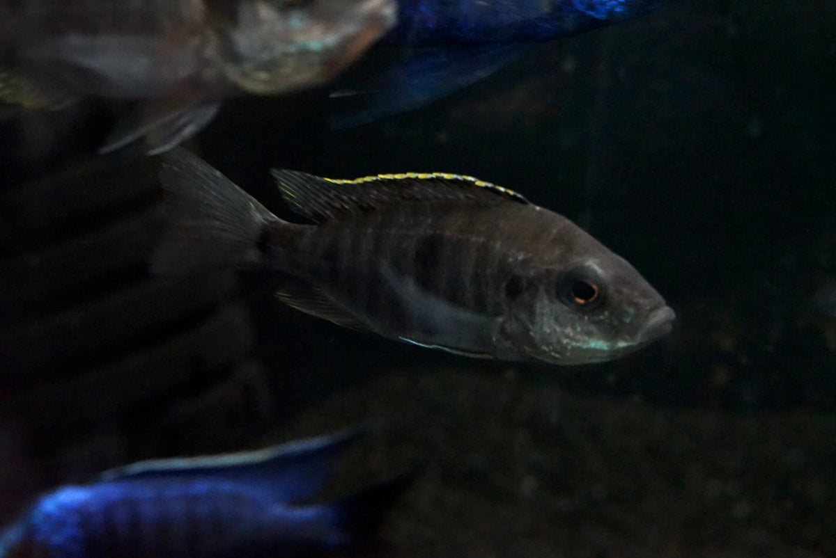 Azureus Cichlid (Copadichromis azureus) - Female – The Waterfront SLC