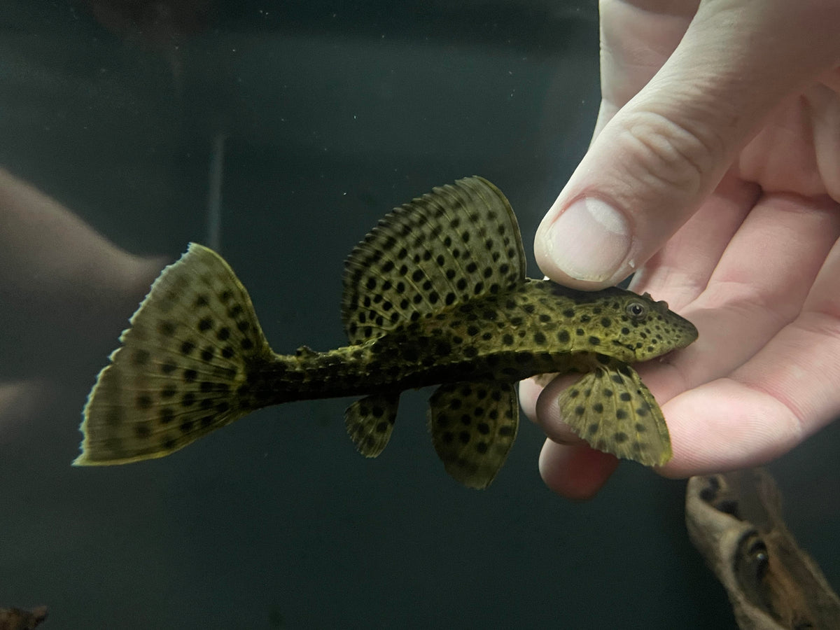 Ranger Pleco – The Waterfront SLC