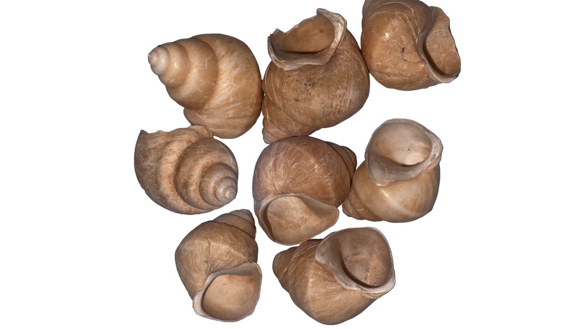 Neothauma Tanganyicense Shell – The Waterfront SLC