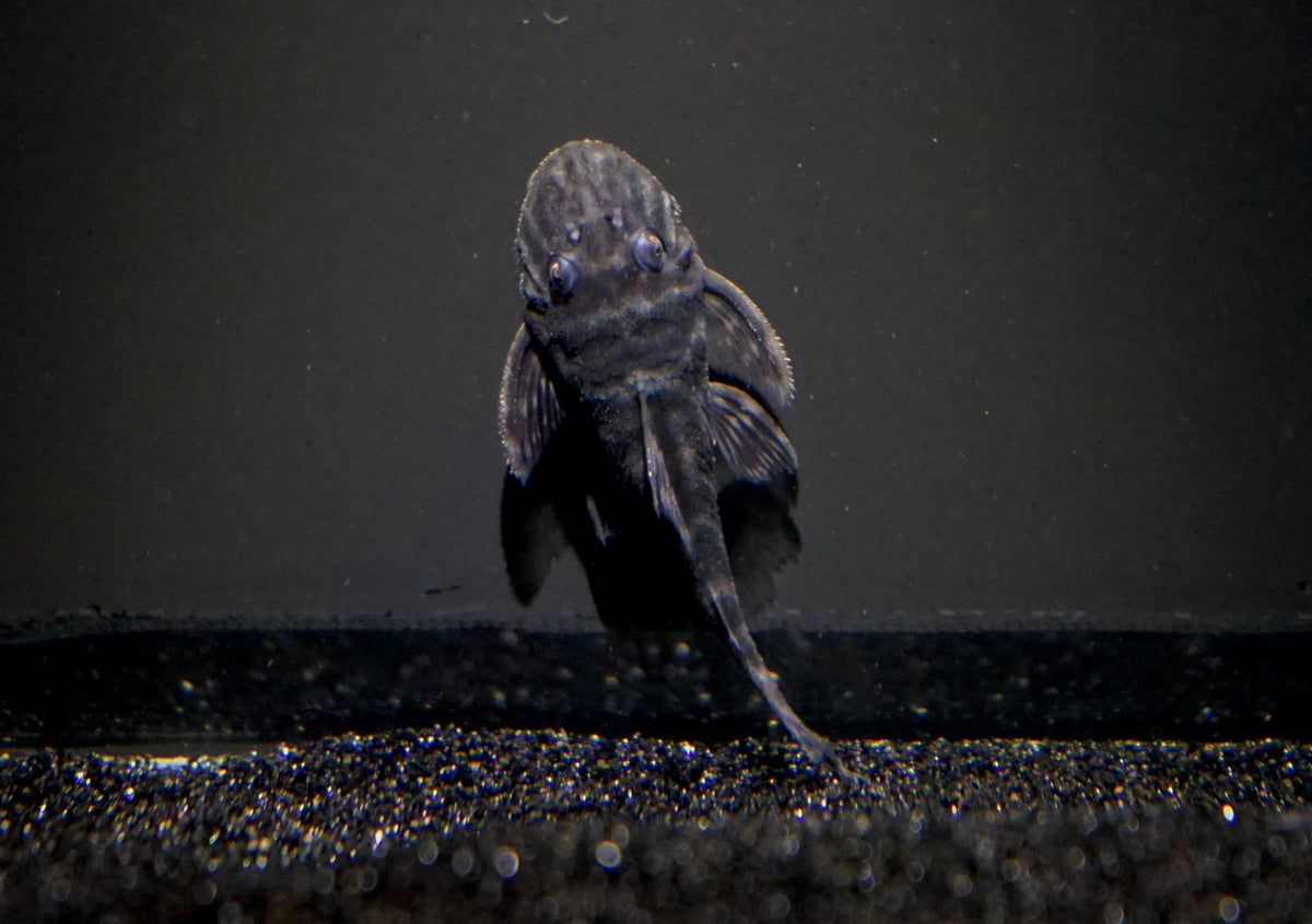 L-189 Banded Pancake Pleco (Pseudolithoxus kelsorum) – The Waterfront SLC