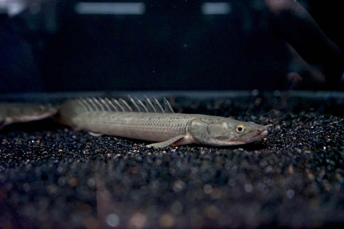 Lapradei Ugheli Bichir (Polypterus lapradei) – The Waterfront SLC