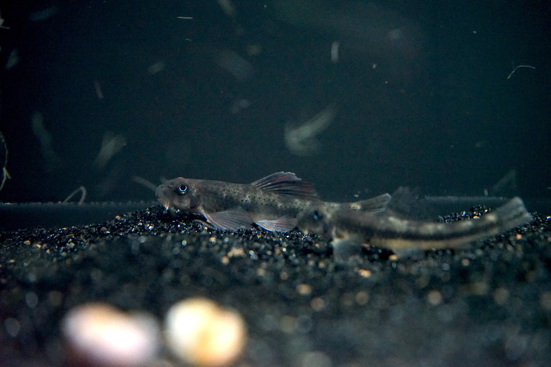 Microphysogobio 1.5"-2" – The Waterfront SLC