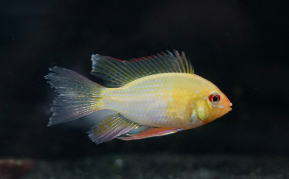 Long Fin Gold Ram (Mikrogeophagus ramirezi var. "Gold") – The ...